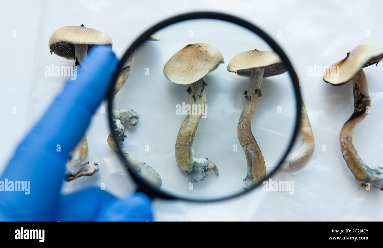 psilocybin mushrooms lying in male hands in blue medical gloves Stock ...