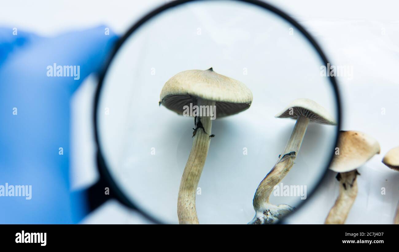 Medical research on psilocybin. Legalization of psilocybin mushrooms in ...