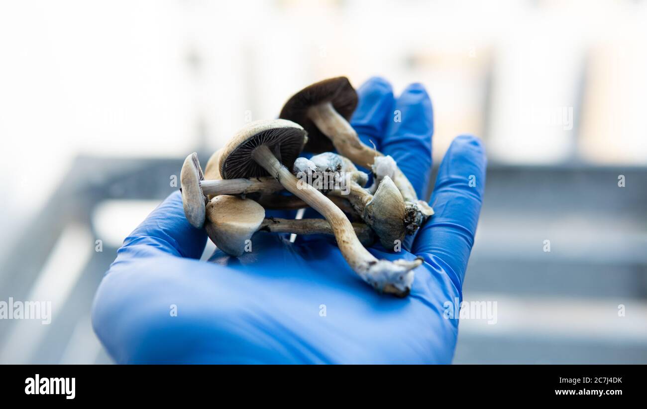 psilocybin mushrooms lying in male hands in blue medical gloves Stock ...