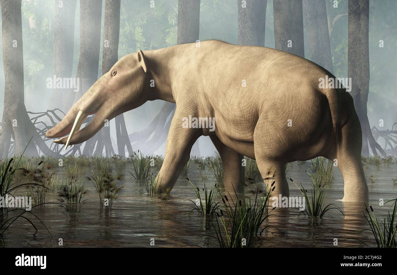 Ambelodon, the shovel tusker, is an extinct species proboscidean, a ...