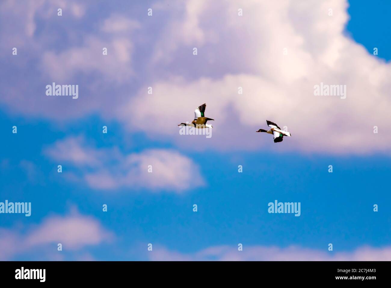 Flying bird. Blue sky background. Bird: Common Shelduck. Tadorna ...