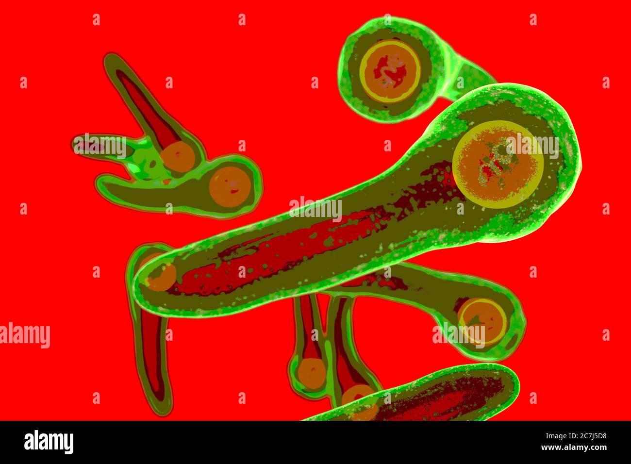 Corynebacterium Diphtheriae High Resolution Stock Photography and ...