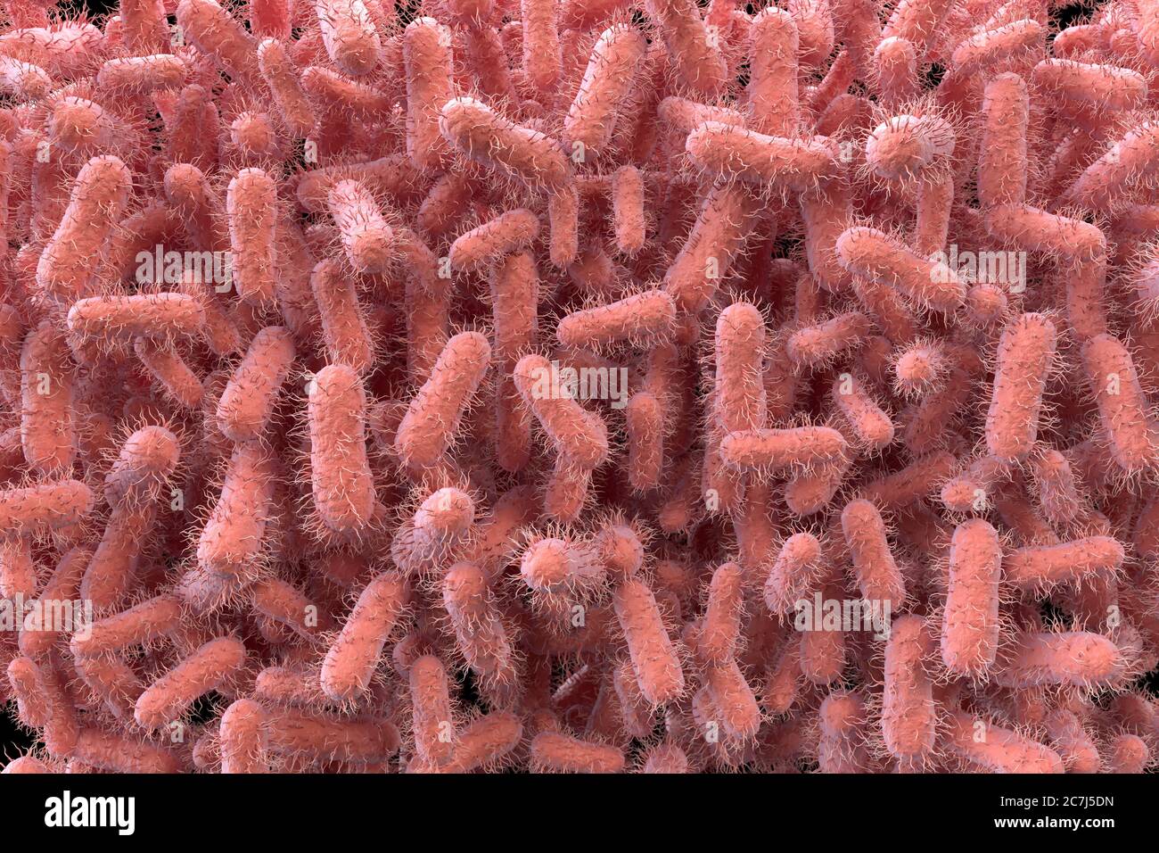 E. coli bacteria, illustration. Escherichia coli is a rod-shaped ...