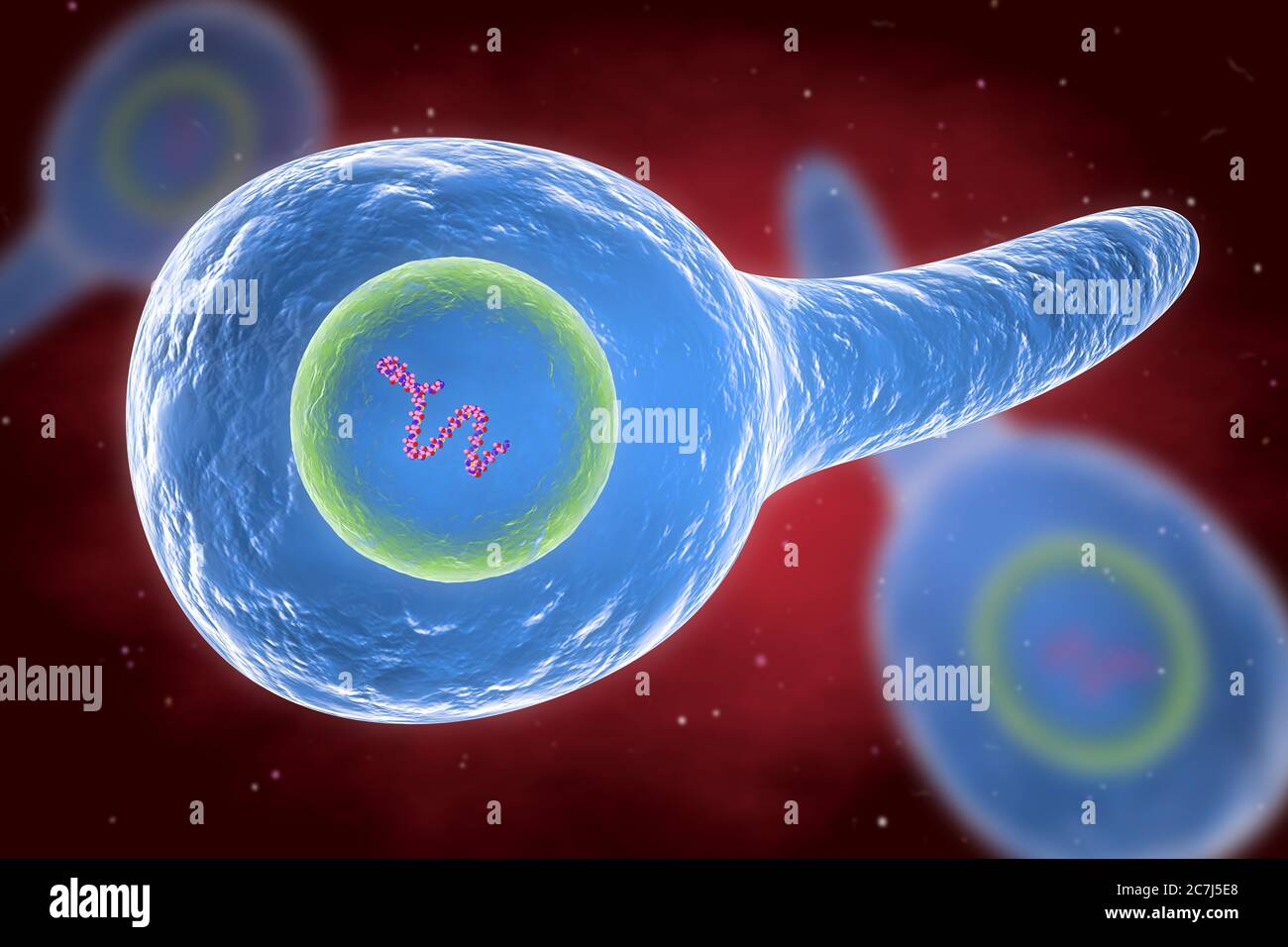 Tetanus bacteria, illustration. Clostridium tetani is a gram-positive ...