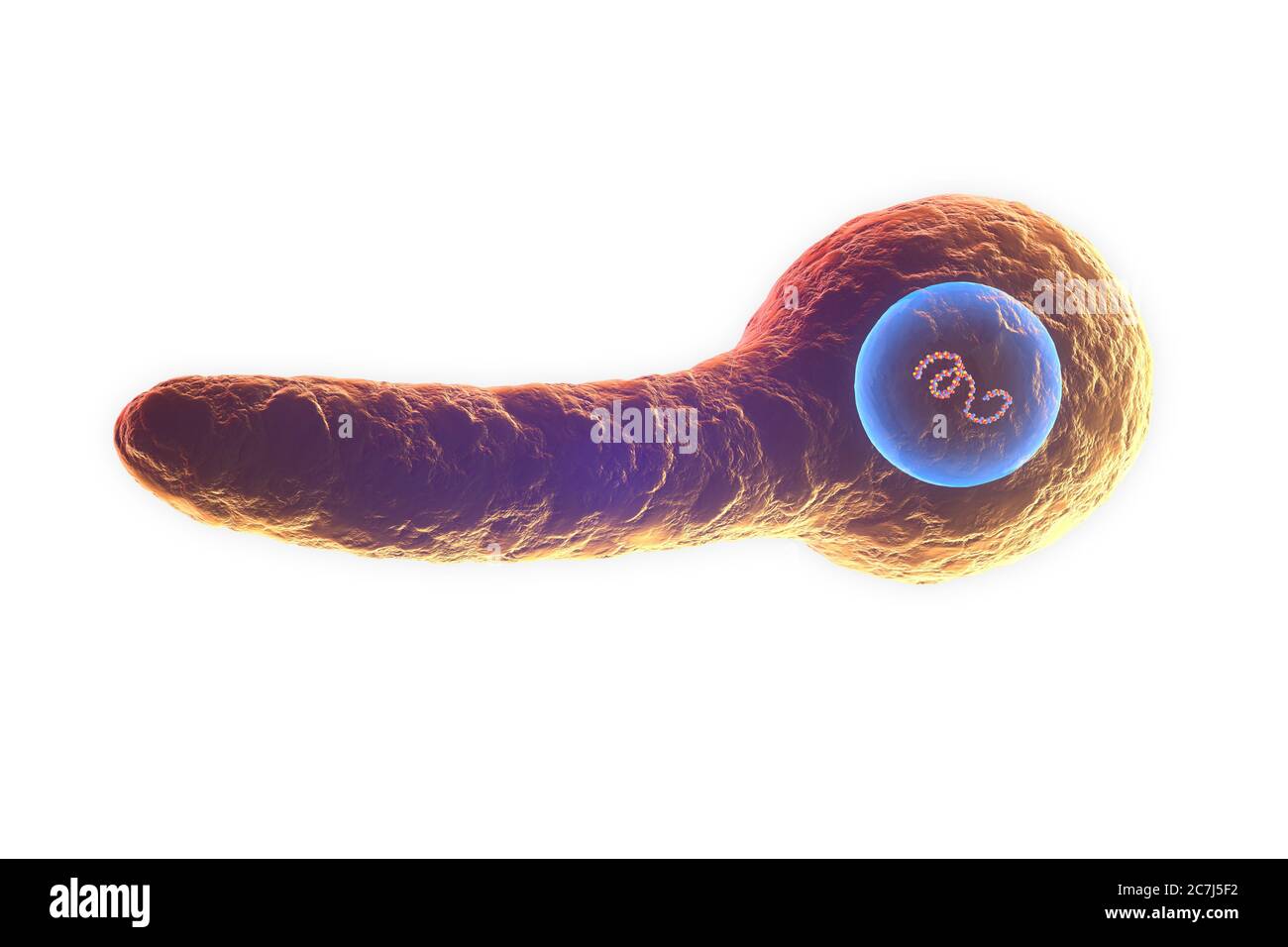 Clostridium Tetani Bacteria High Resolution Stock Photography and ...