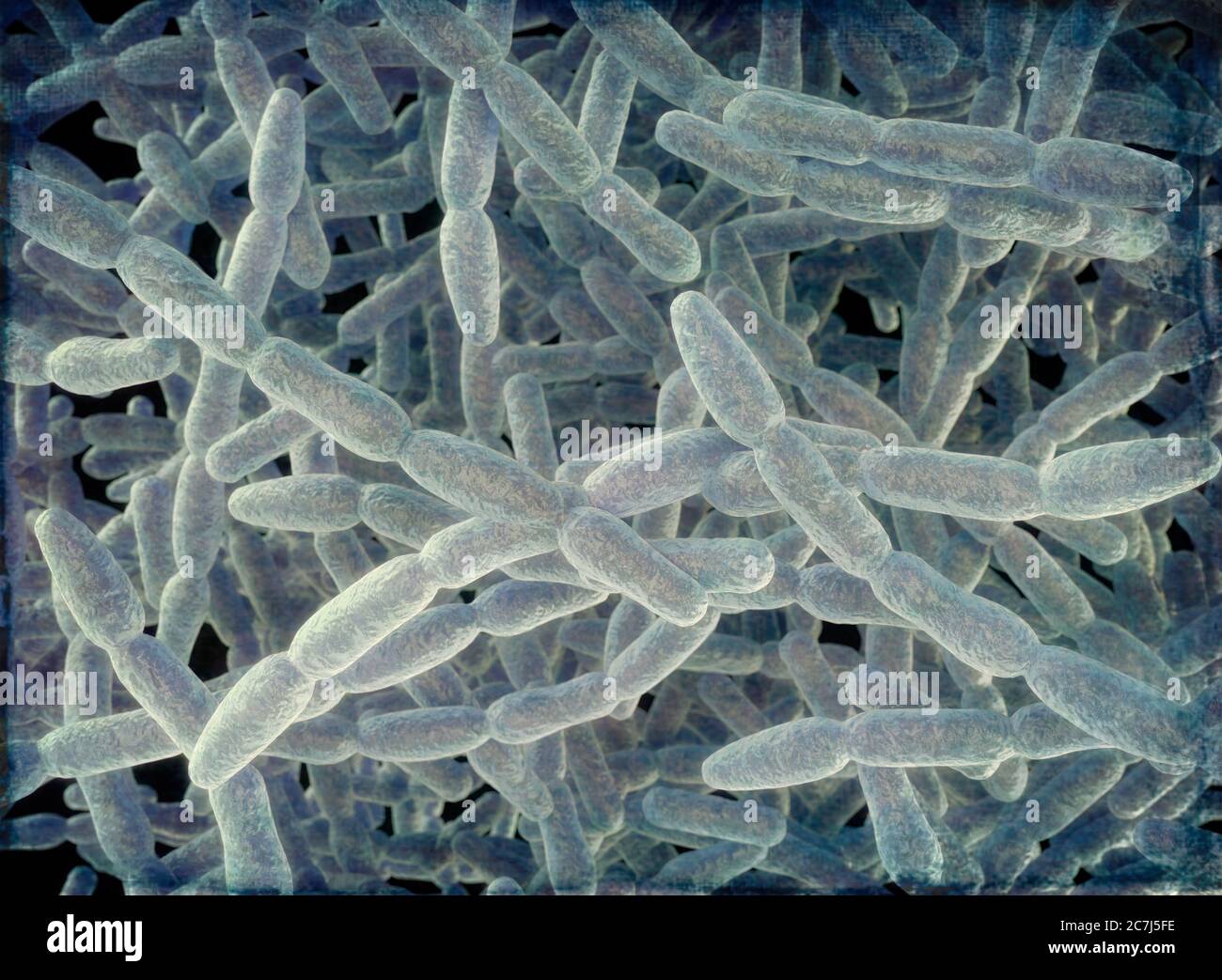 Legionella bacteria hi-res stock photography and images - Alamy