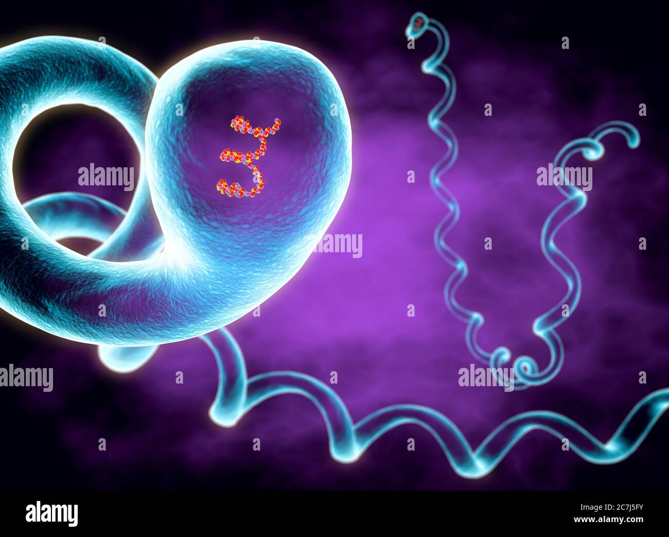 Weils disease hi-res stock photography and images - Alamy