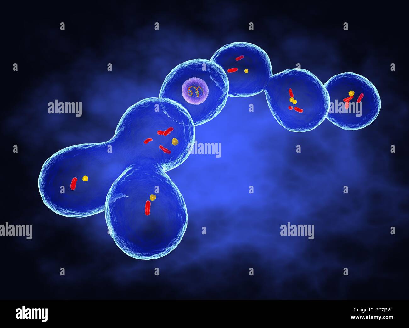 Illustration of Leuconostoc citreum. L. citreum belongs to the group of ...