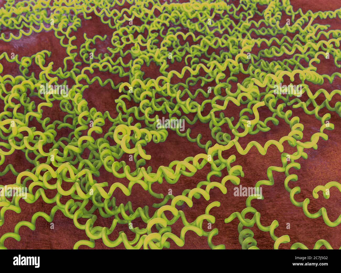 Leptospirosis Bacteria