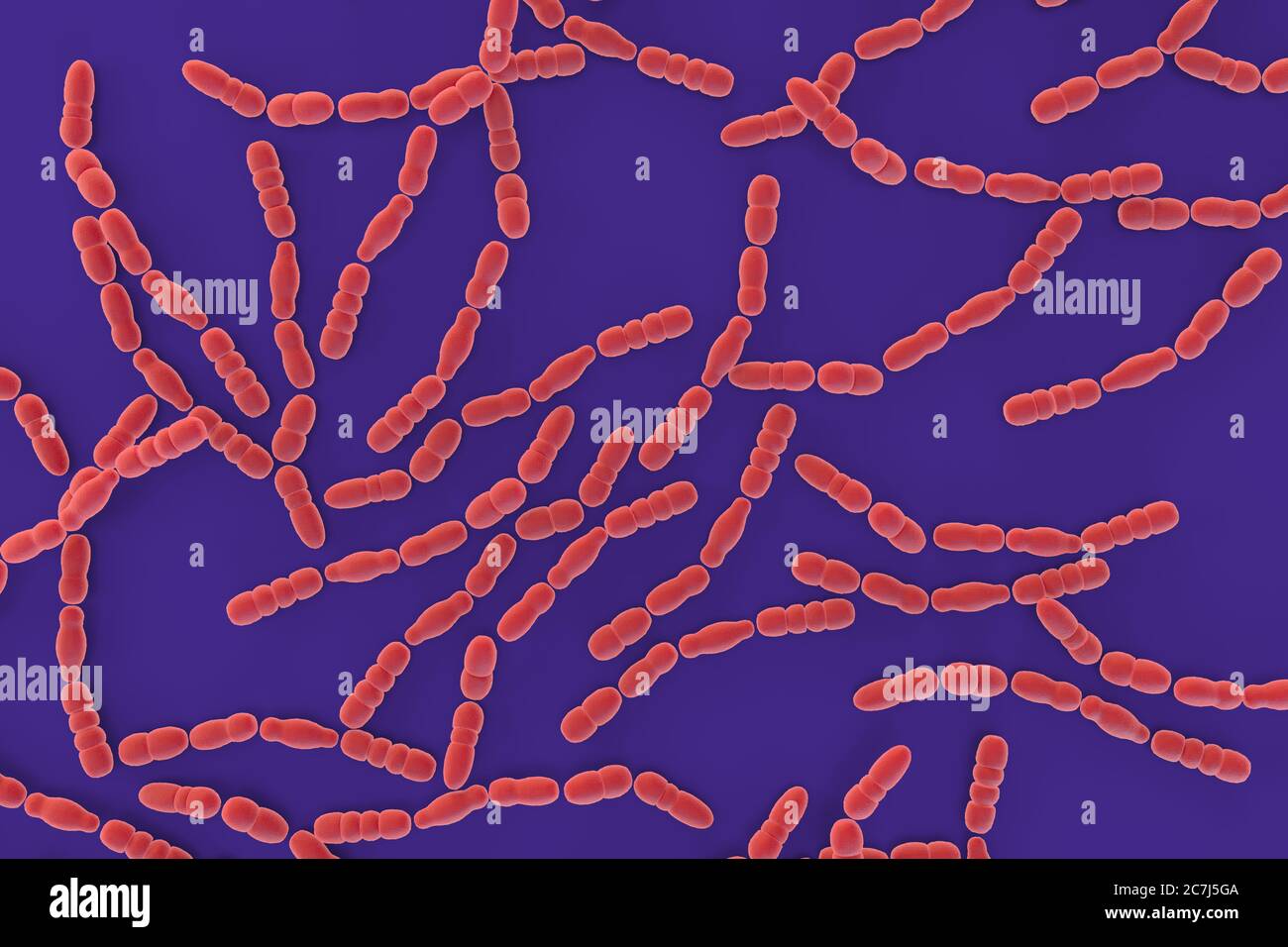 Oenococcus oeni bacteria hi-res stock photography and images - Alamy