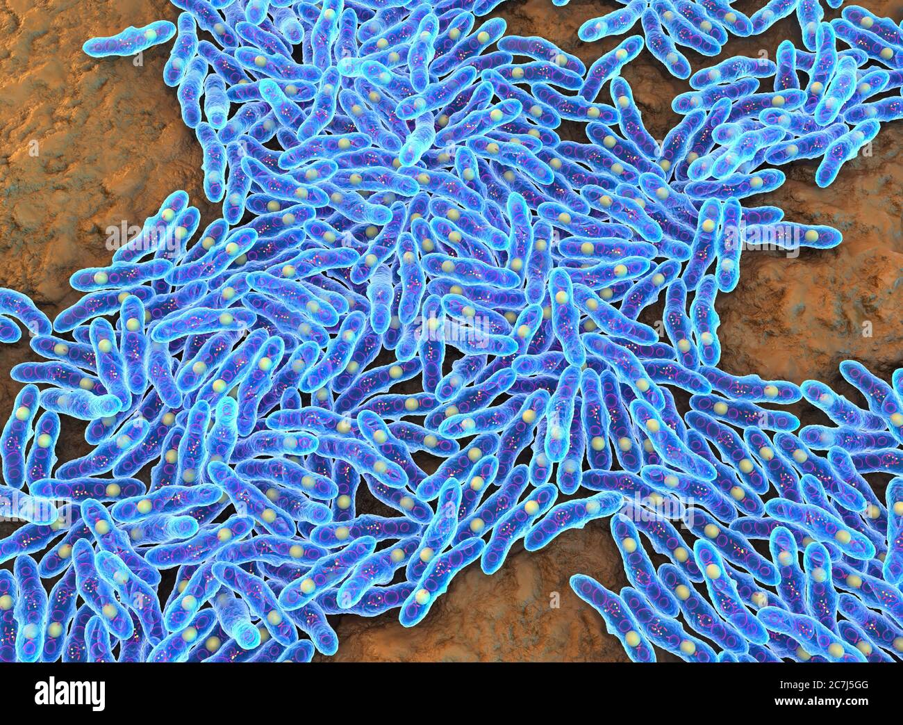 Illustration of Mycobacterium tuberculosis bacteria, the Gram-positive ...