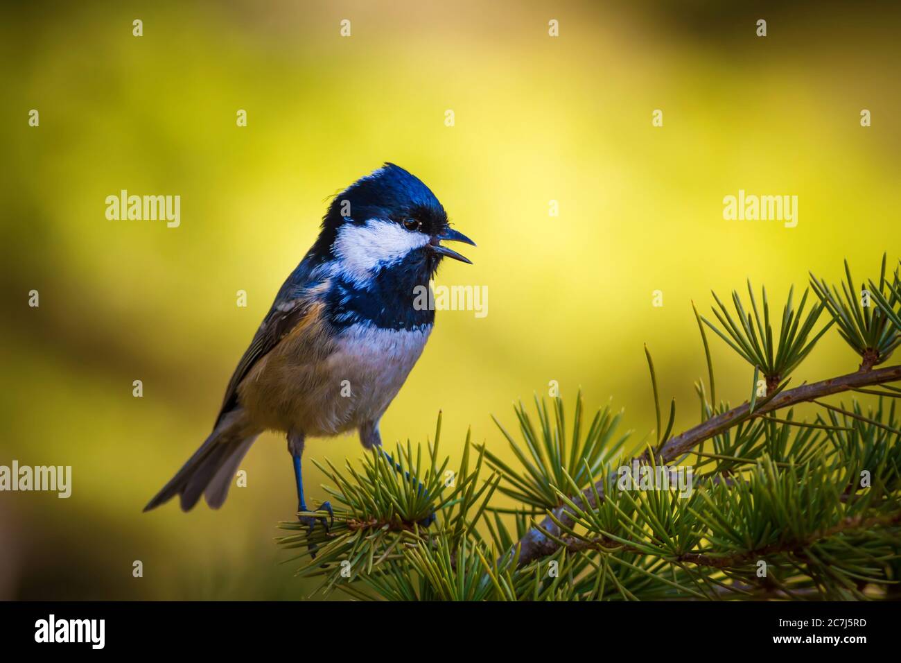 Cute little bird. Nature background. Park, garden forest bird: Coal tit ...