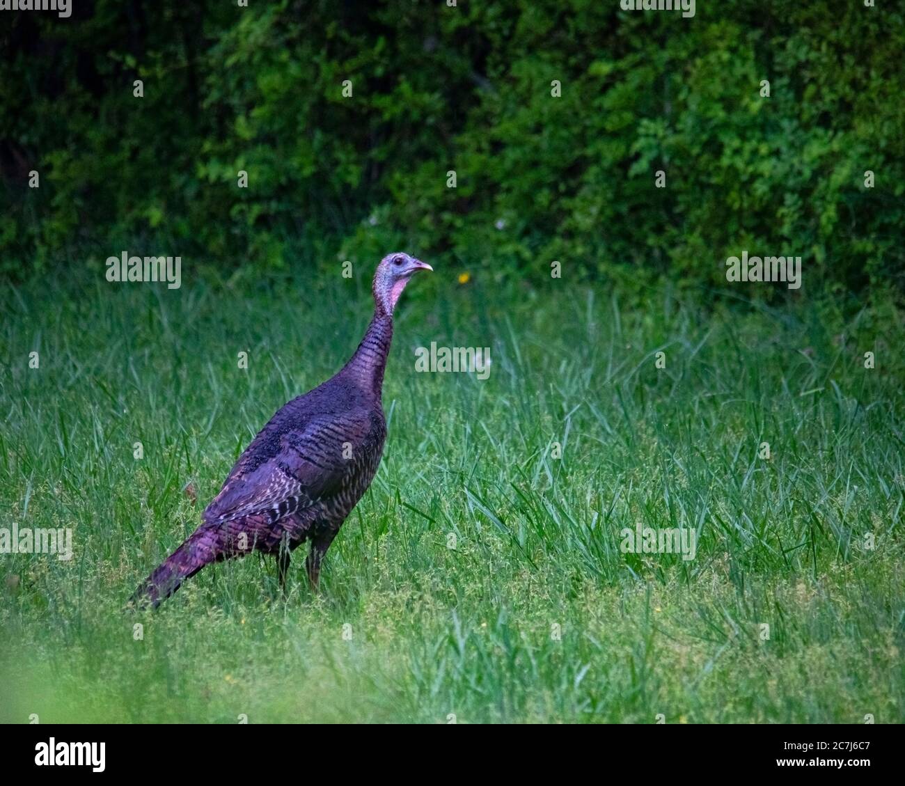 Wild turkey in the backyard on Easter Sunday Stock Photo - Alamy