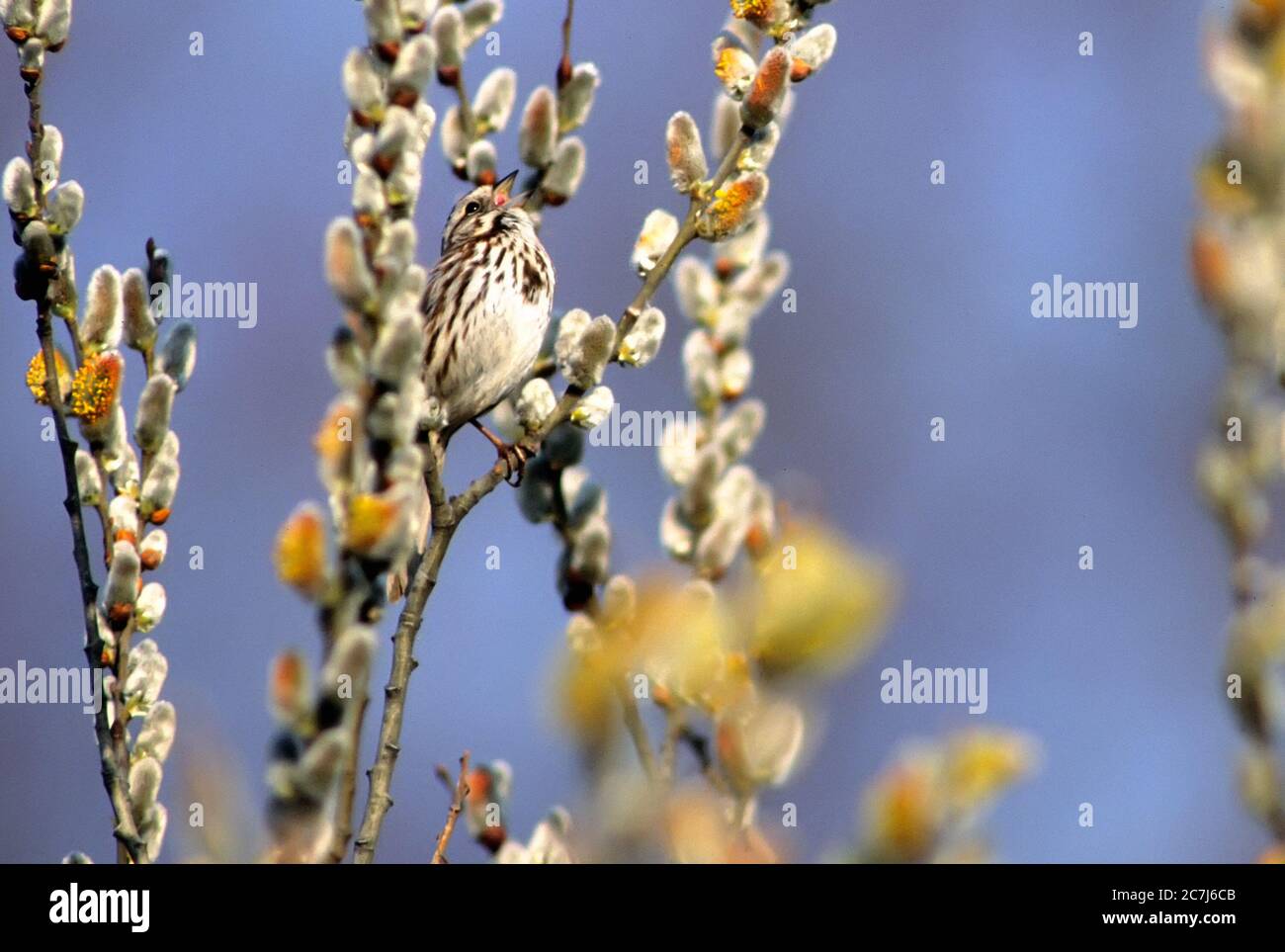 Song sparrow singing among pussy willows in spring Stock Photo - Alamy