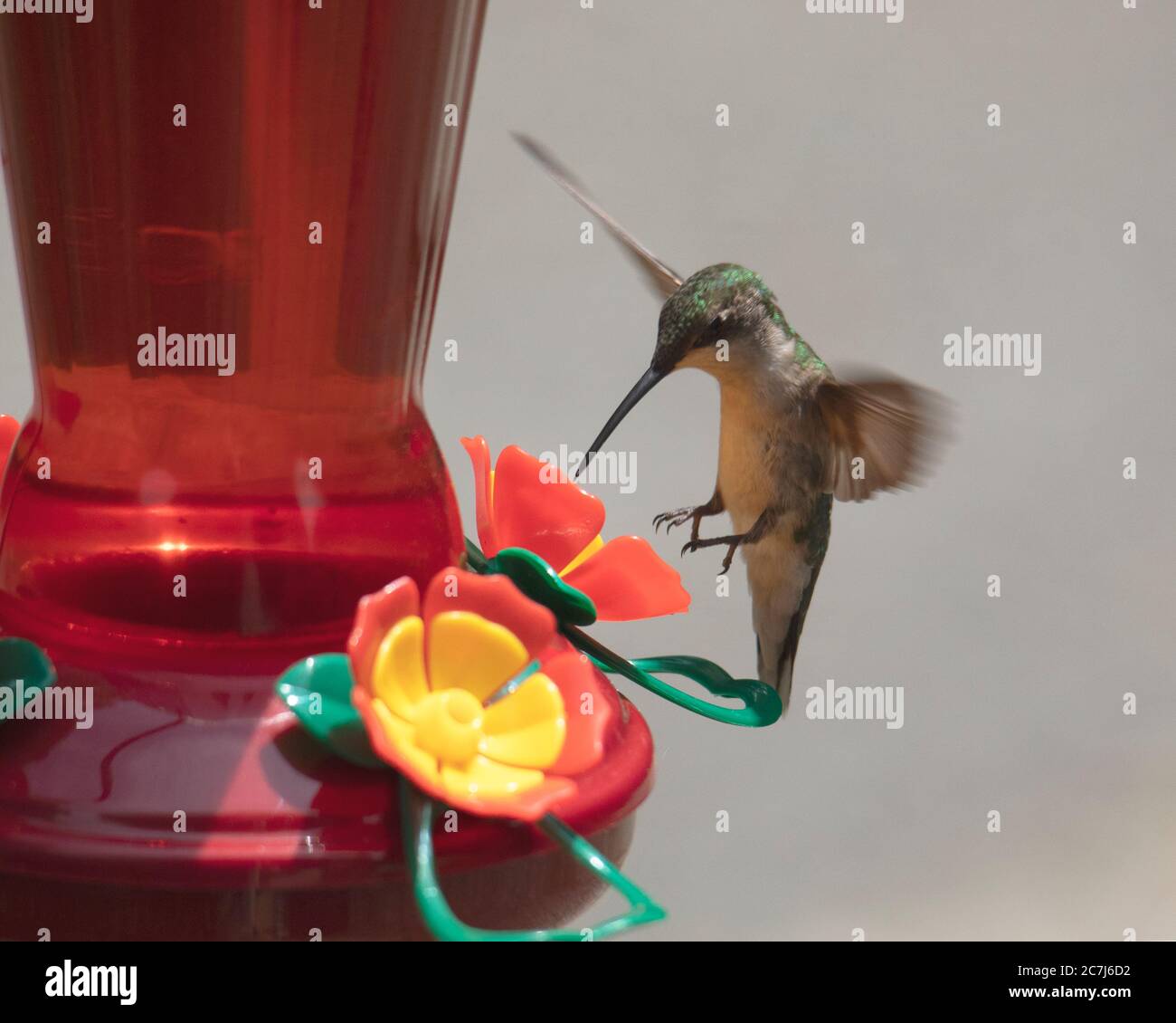 Female ruby-throated hummingbird appears to be be hovering on its tails ...