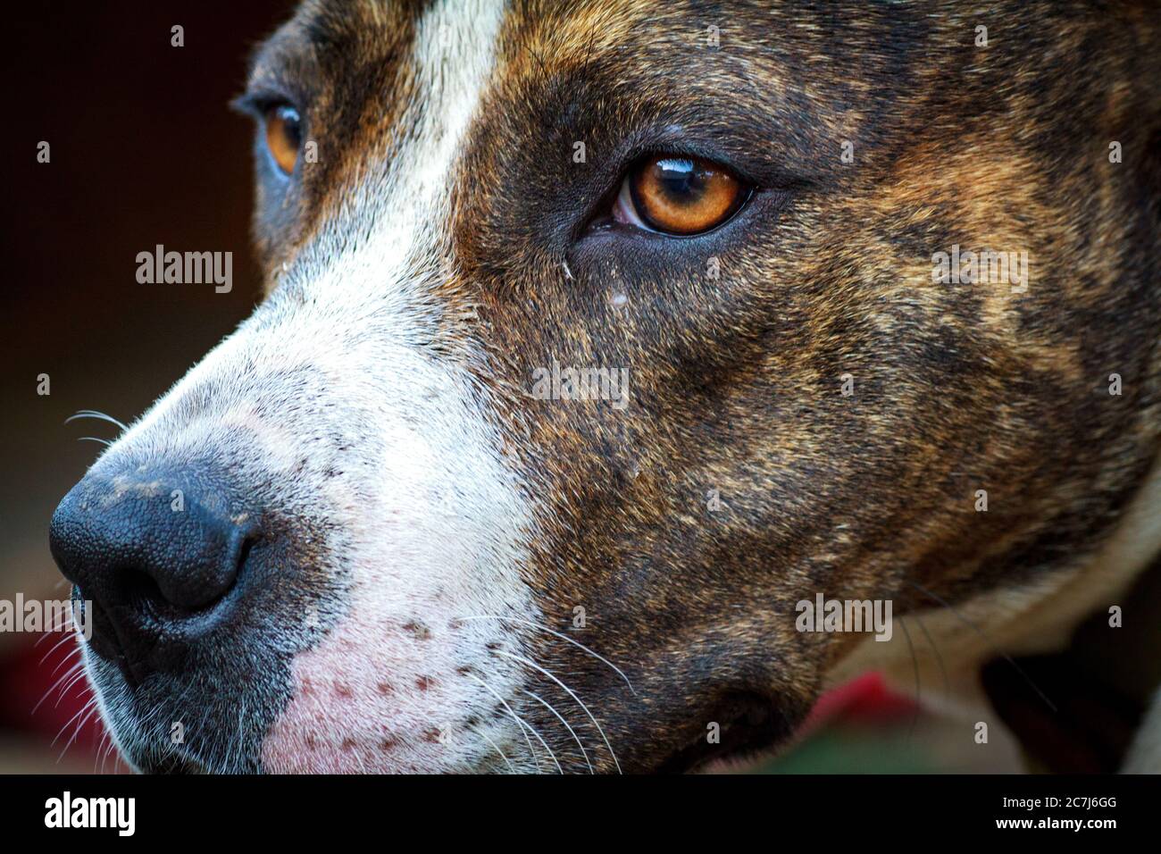 Muzzle of a large evil guard dog with large teeth close-up. The open ...