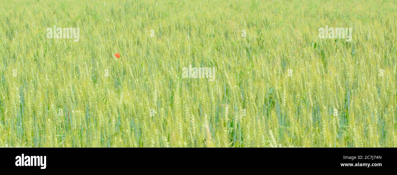 Green wheat in the field horizontal format Stock Photo - Alamy