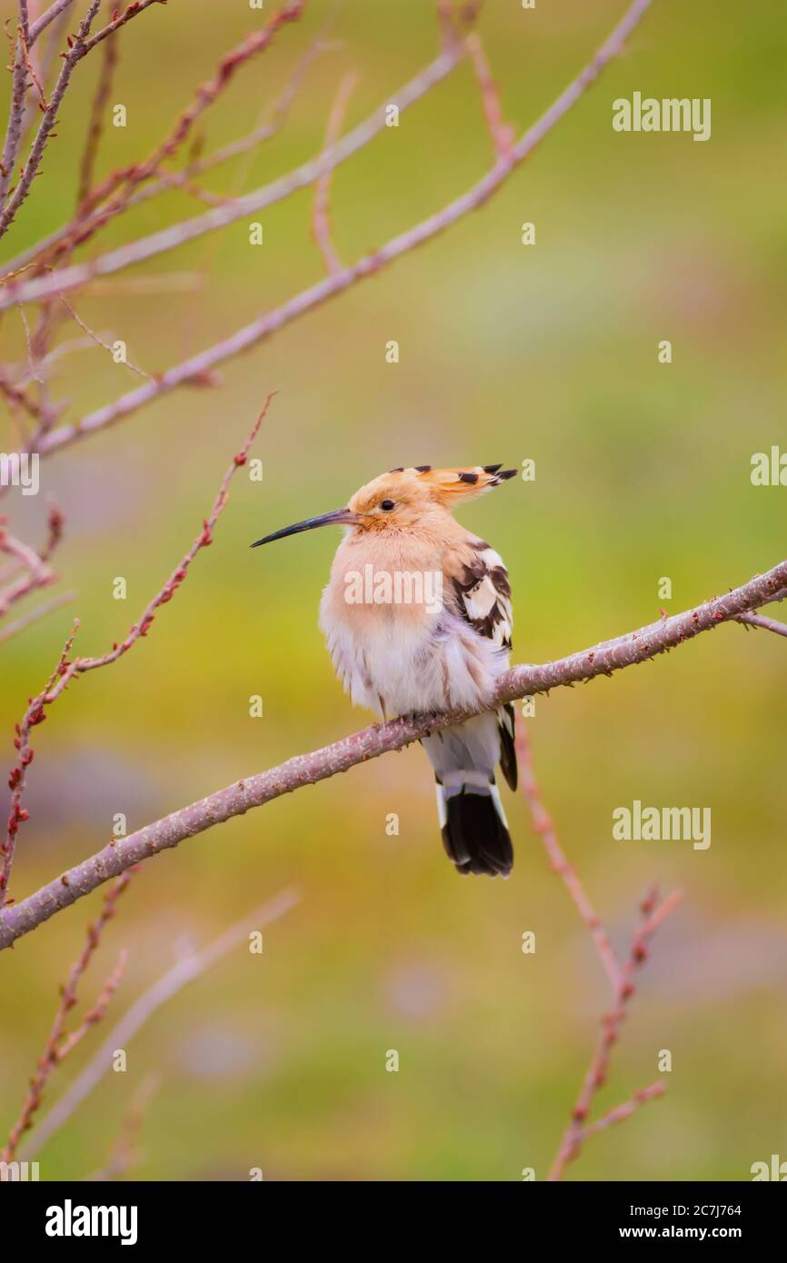 Cute bird. Hoopoe. Bird: Eurasian Hoopoe. Upupa epops. Green nature ...