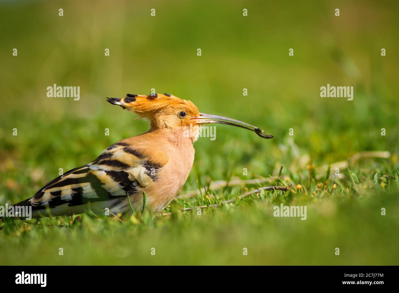 Cute bird. Hoopoe. Bird: Eurasian Hoopoe. Upupa epops. Green nature ...