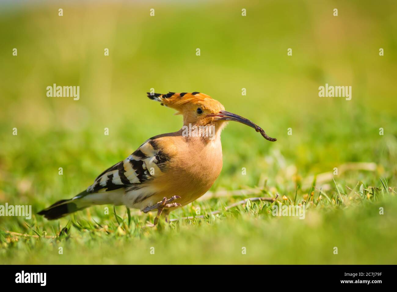 Cute bird. Hoopoe. Bird: Eurasian Hoopoe. Upupa epops. Green nature ...