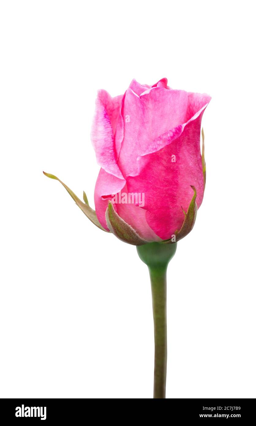 Pink rose bud hi-res stock photography and images - Alamy
