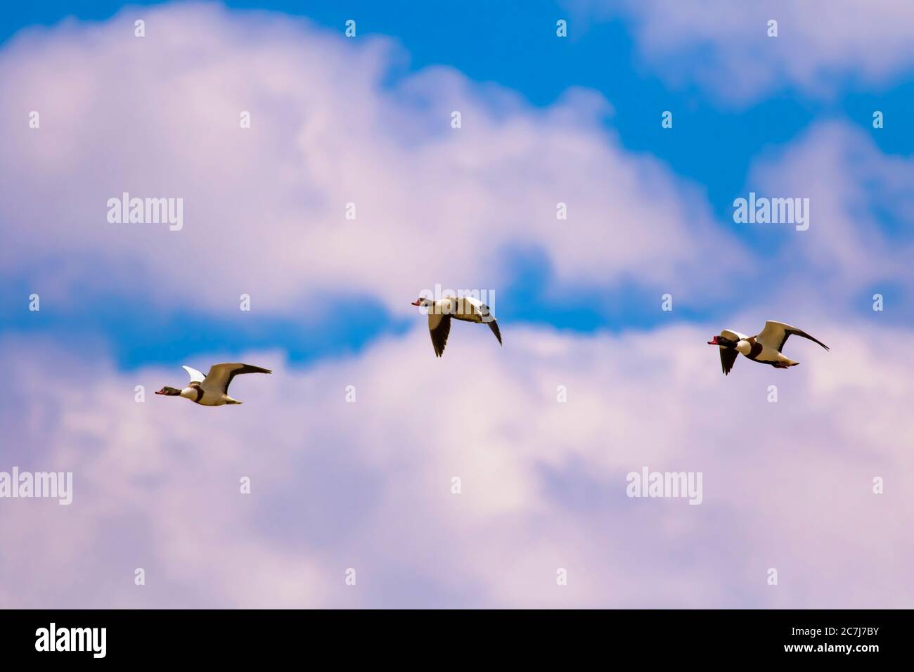 Flying bird. Blue sky background. Bird: Common Shelduck. Tadorna ...