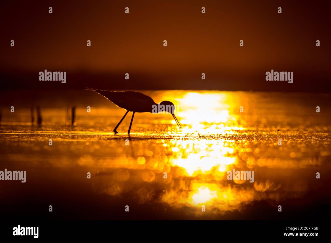 Sunset and bird. Bird silhouette. Sunset nature background. Black winged Stilt. Himantopus ...