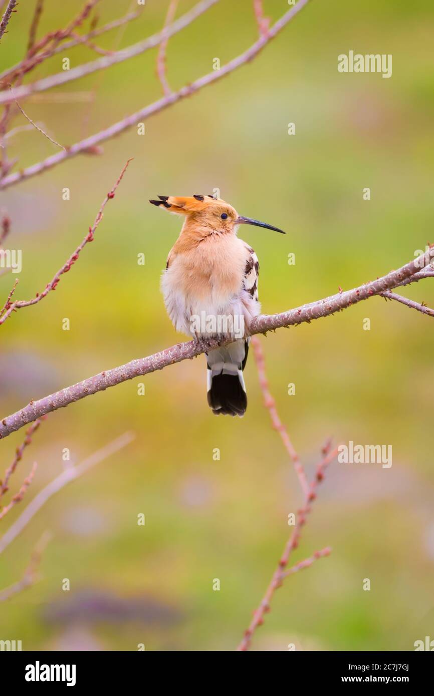 Cute bird. Hoopoe. Bird: Eurasian Hoopoe. Upupa epops. Green nature ...