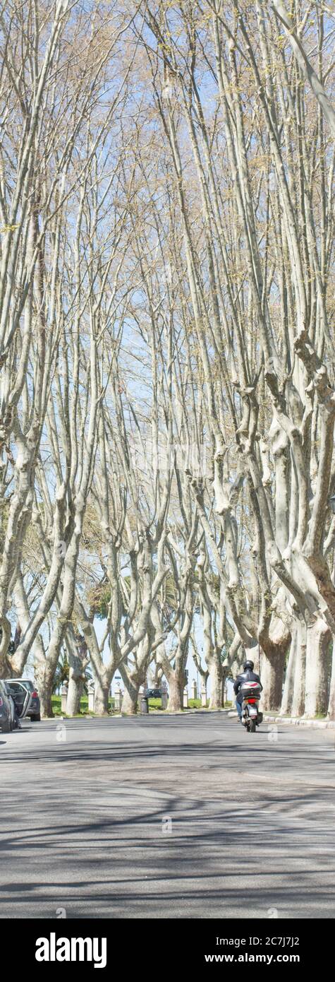 View of the plane tree alley in Rome in early spring Stock Photo - Alamy