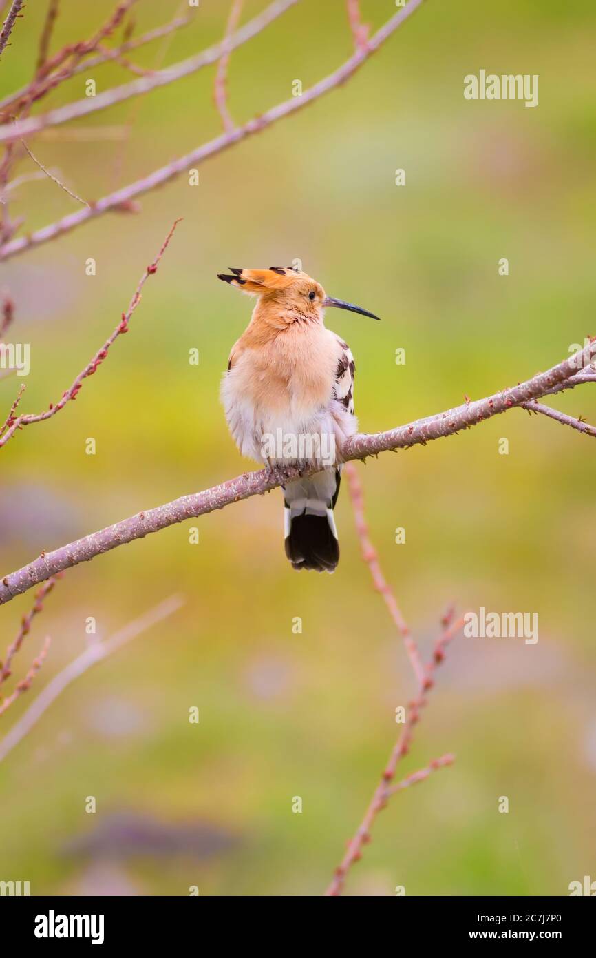 Cute bird. Hoopoe. Bird: Eurasian Hoopoe. Upupa epops. Green nature ...