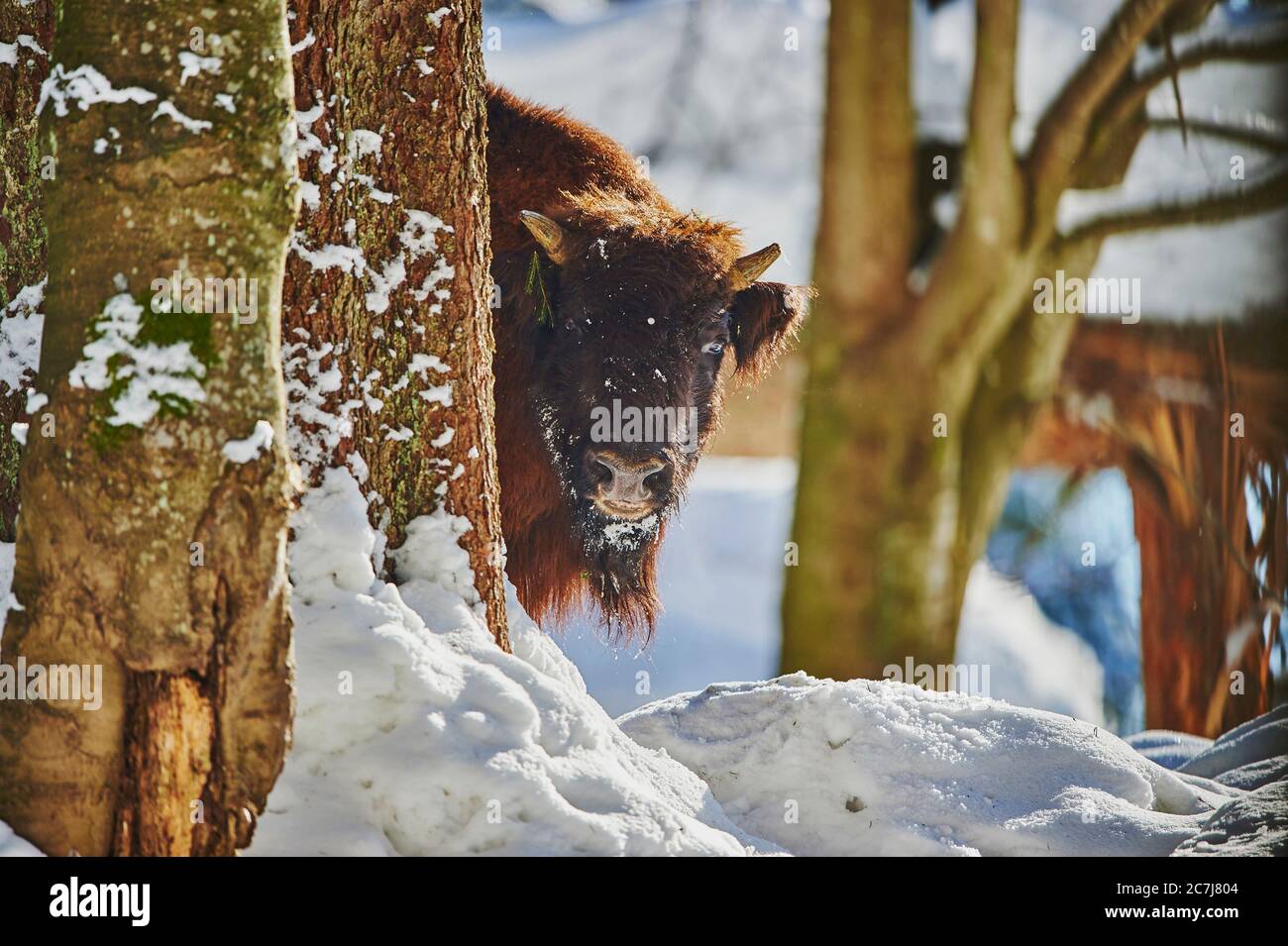European bison, wisent (Bison bonasus), calf peering behind a tree in ...