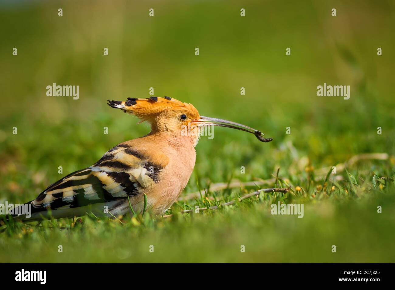 Cute bird. Hoopoe. Bird: Eurasian Hoopoe. Upupa epops. Green nature ...