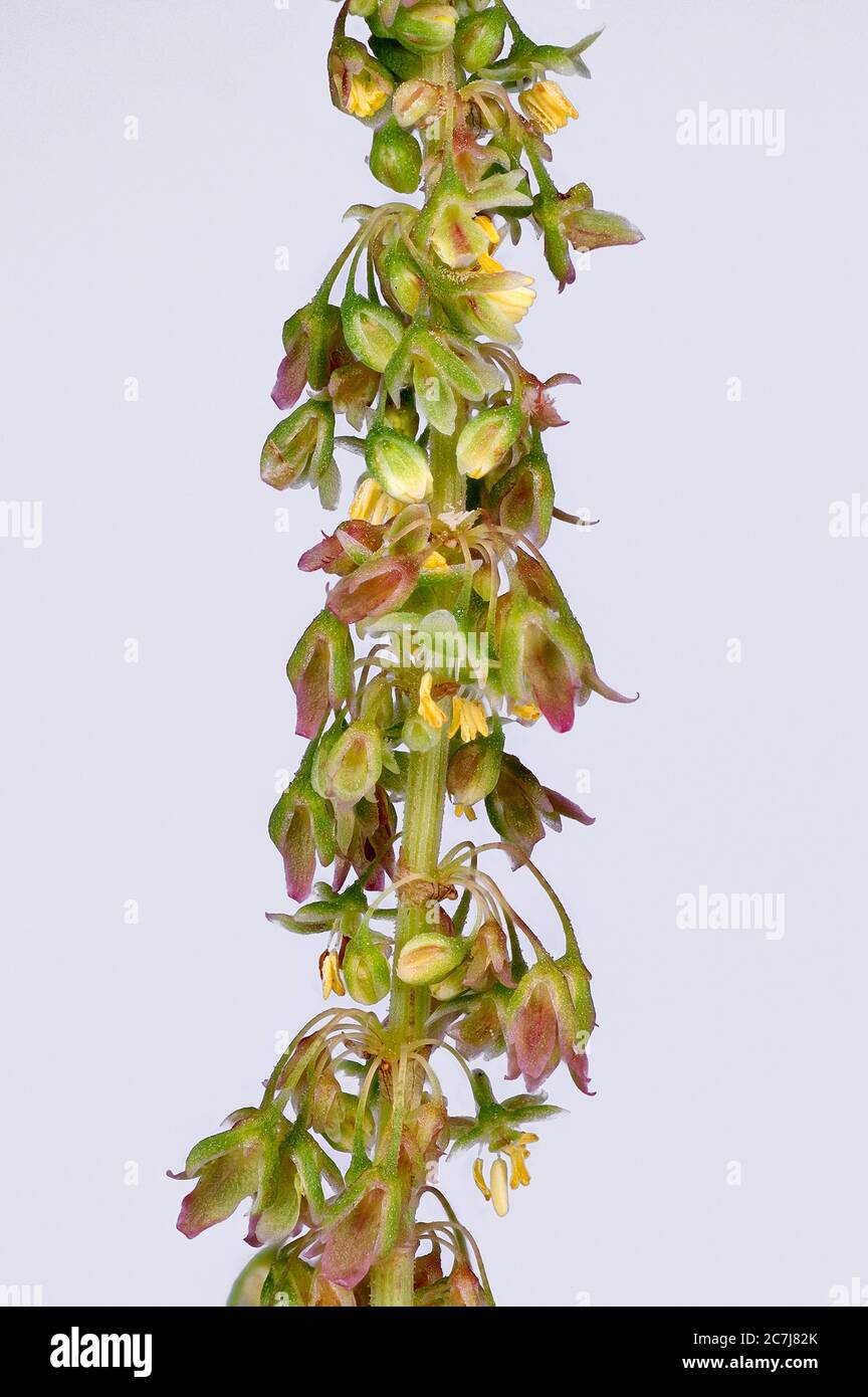 Curly dock hi-res stock photography and images - Alamy