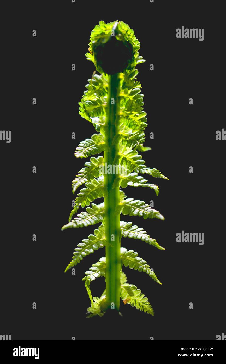 European Ostrich Fern, Ostrich Fern (Matteuccia struthiopteris ...