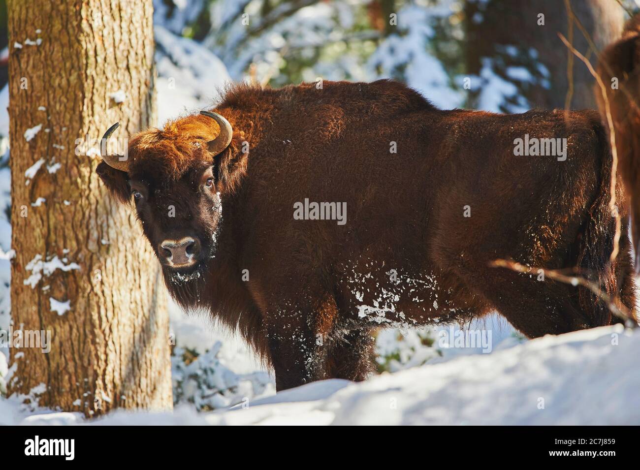 European bison, wisent (Bison bonasus), standing in the snow in a ...