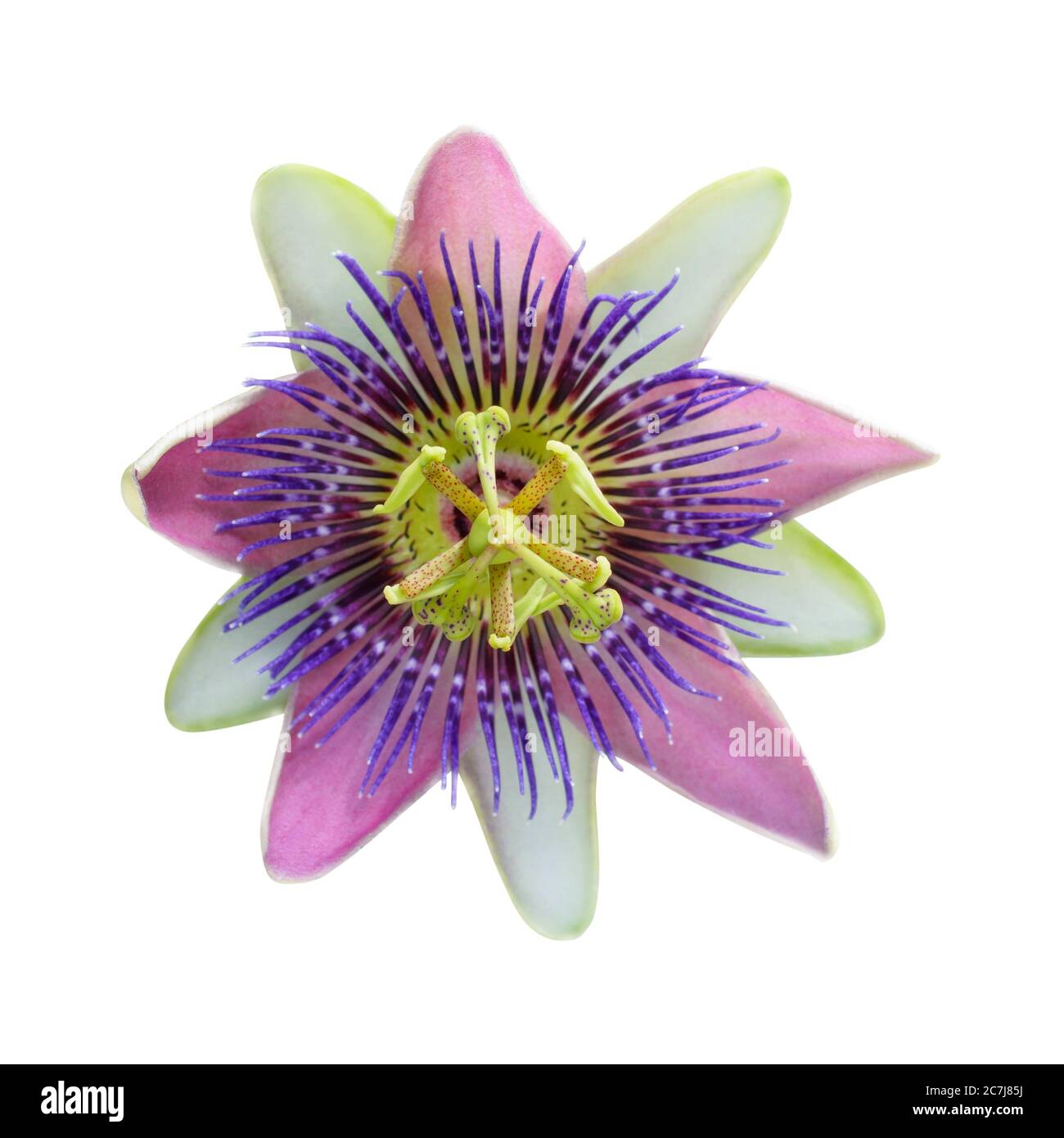 Passiflora flower on a white background Stock Photo - Alamy