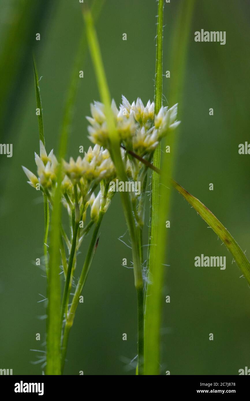 Dutch rush rushes hi-res stock photography and images - Alamy