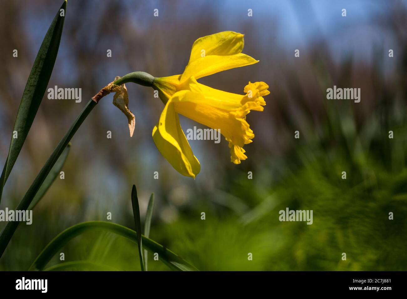 Spanisch daffodil (Narcissus pseudonarcissus subsp. major), flower ...