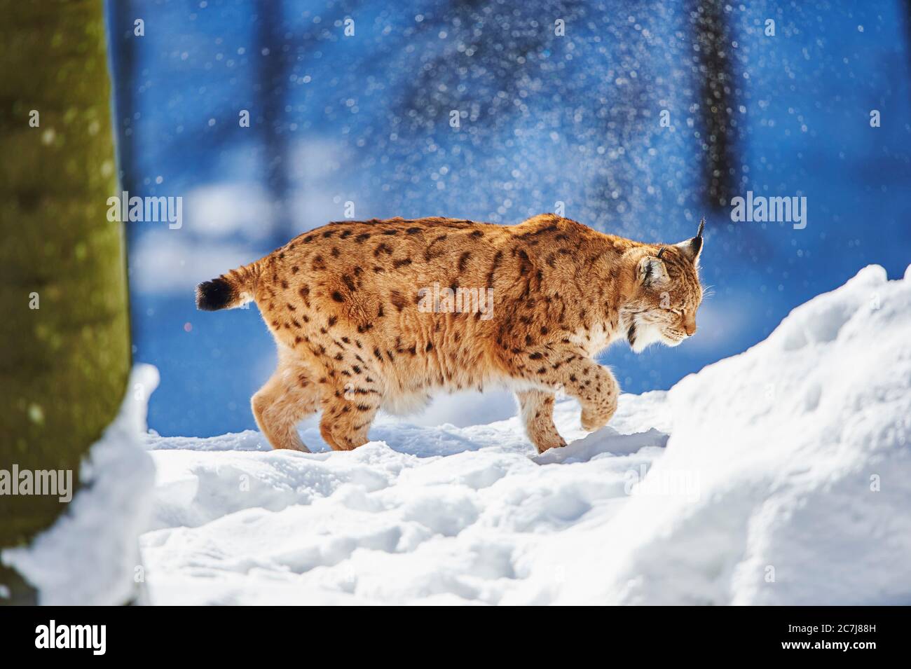 northern lynx (Lynx lynx lynx), walking through the snow, side view ...