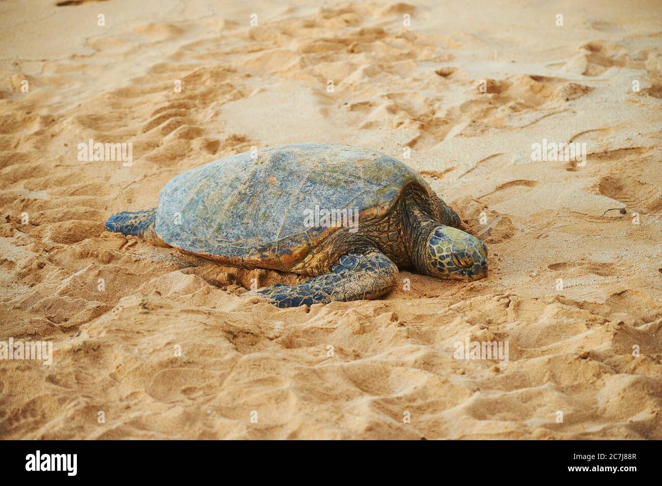 green turtle, rock turtle, meat turtle (Chelonia mydas), lying on the ...
