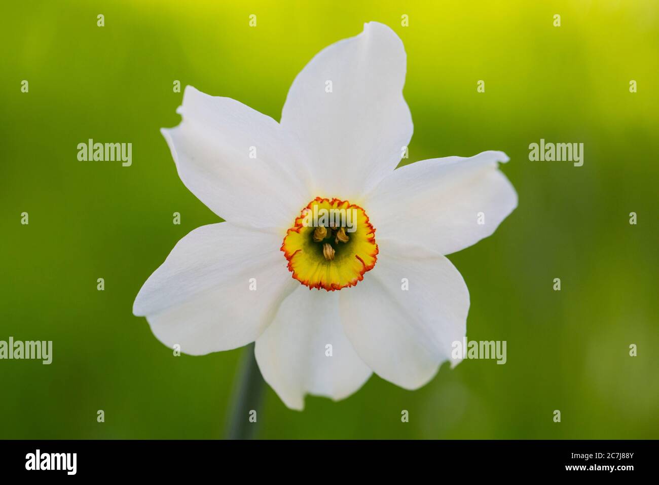 Poets hi-res stock photography and images - Alamy