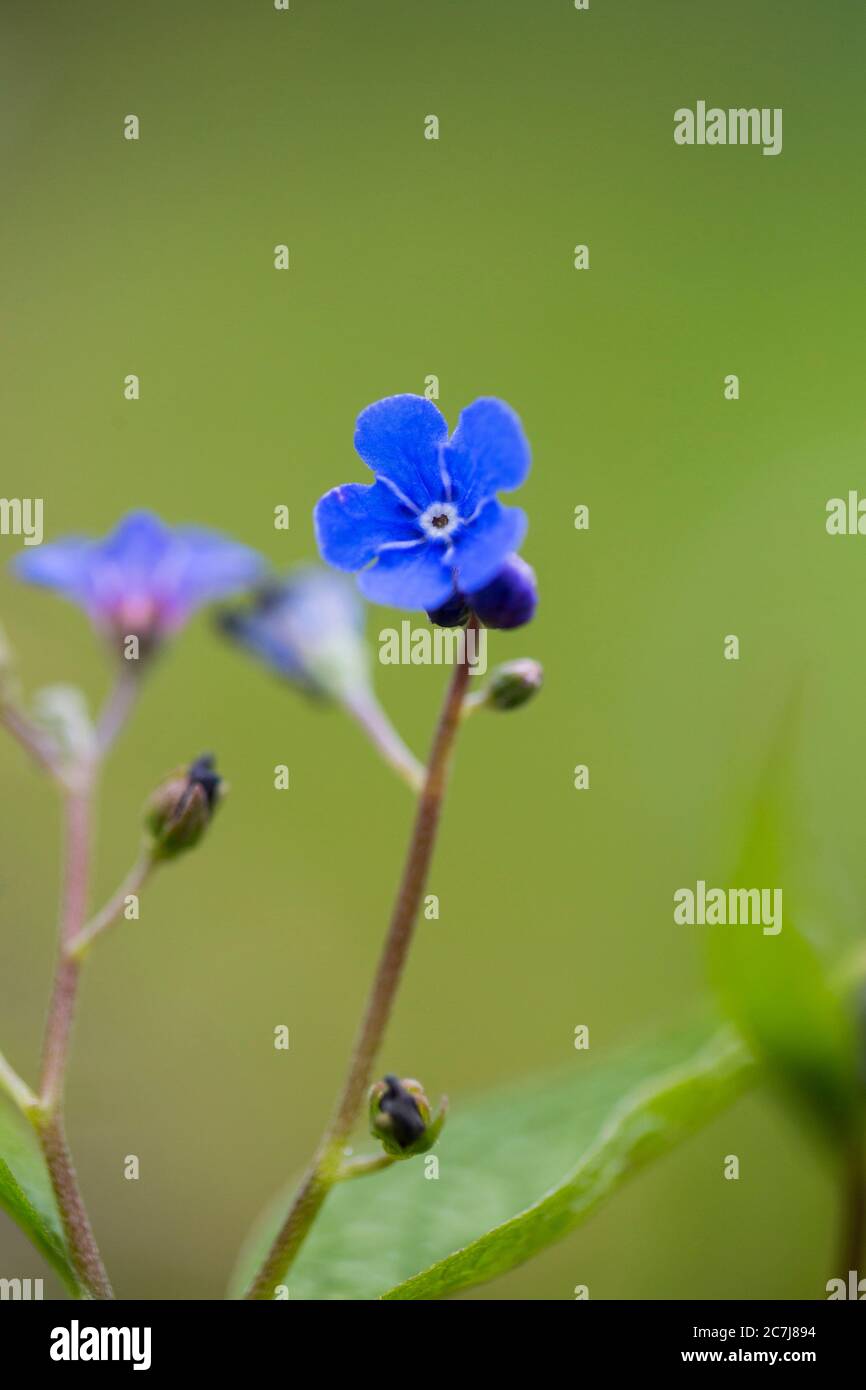 Navelwort, Blue-eyed Mary (Omphalodes verna), blooming, Netherlands ...