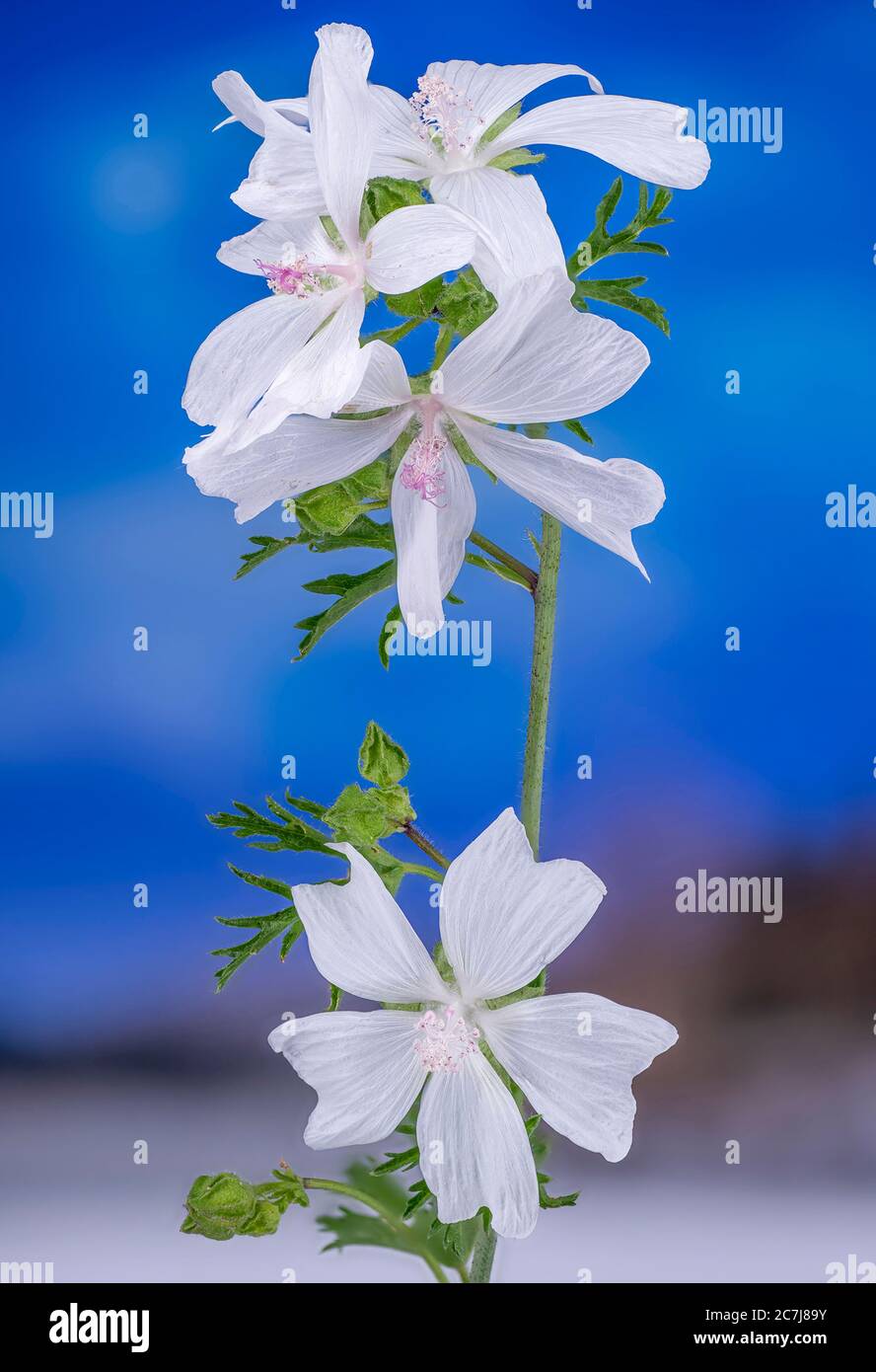 musk mallow, musk cheeseweed (Malva moschata), with white flowers ...