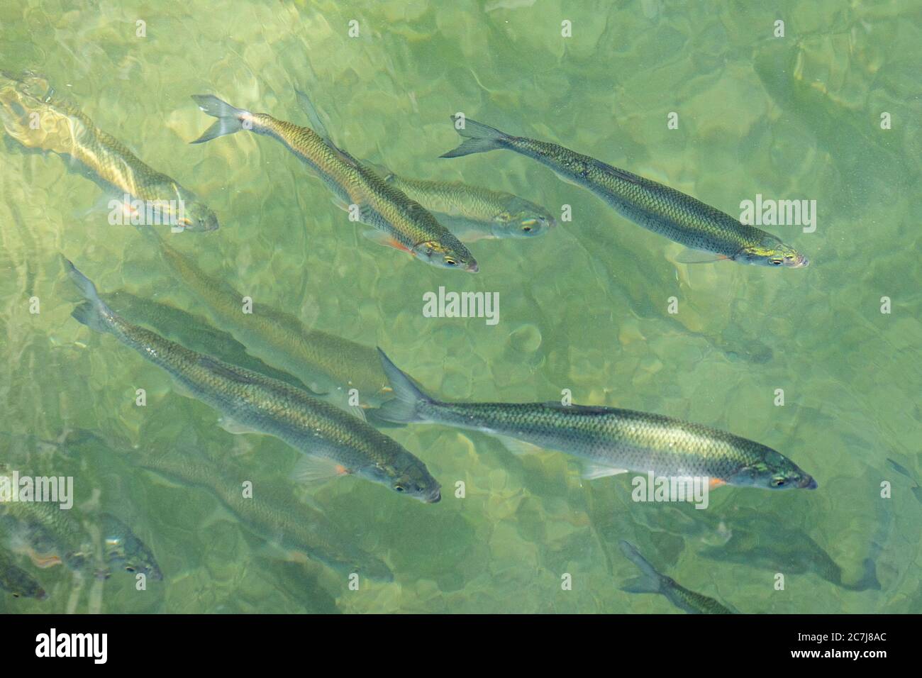 Shemaya hi-res stock photography and images - Alamy