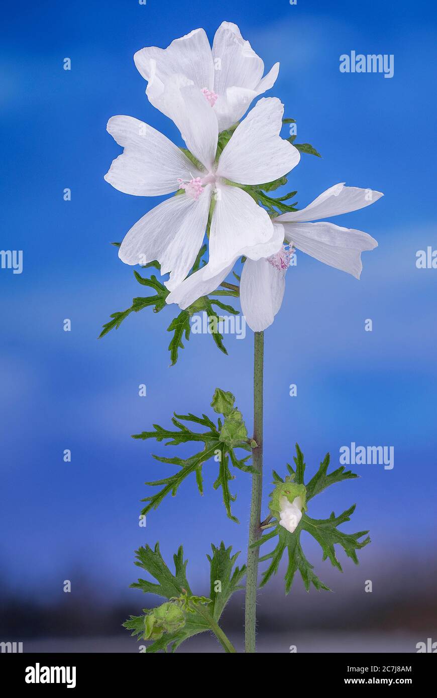 Musk cheeseweed malva moschata hi-res stock photography and images - Alamy