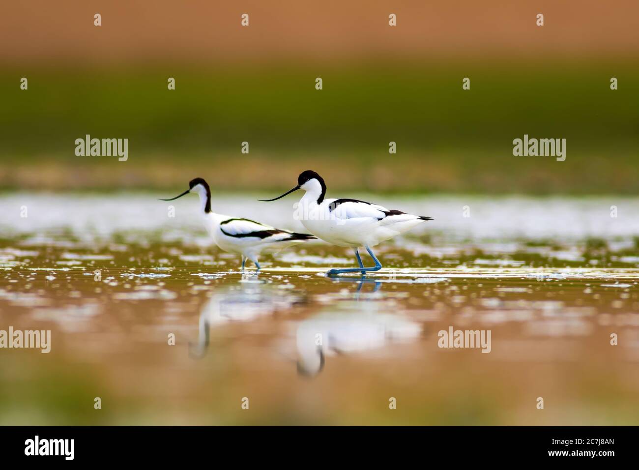 Water nature and birds.. Colorful nature background Stock Photo - Alamy