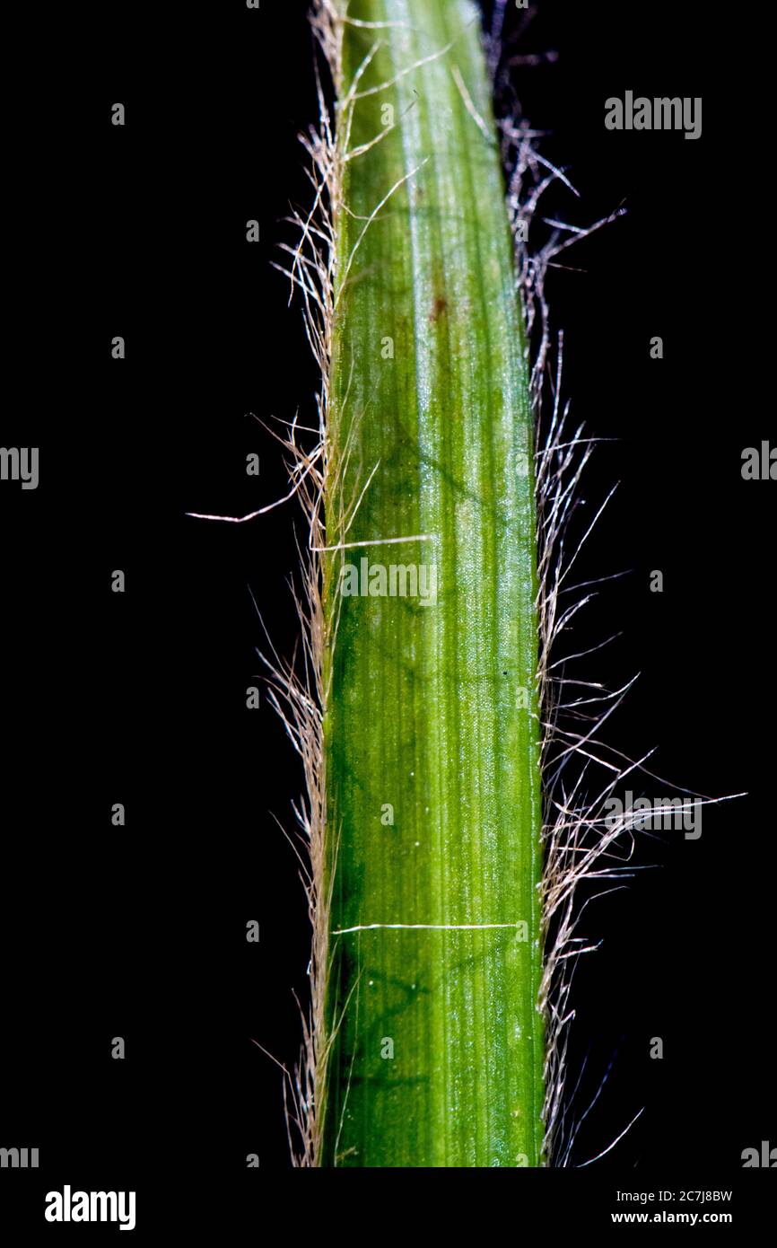 Oakforest woodrush (Luzula luzuloides. Luzula albida), leaf against ...