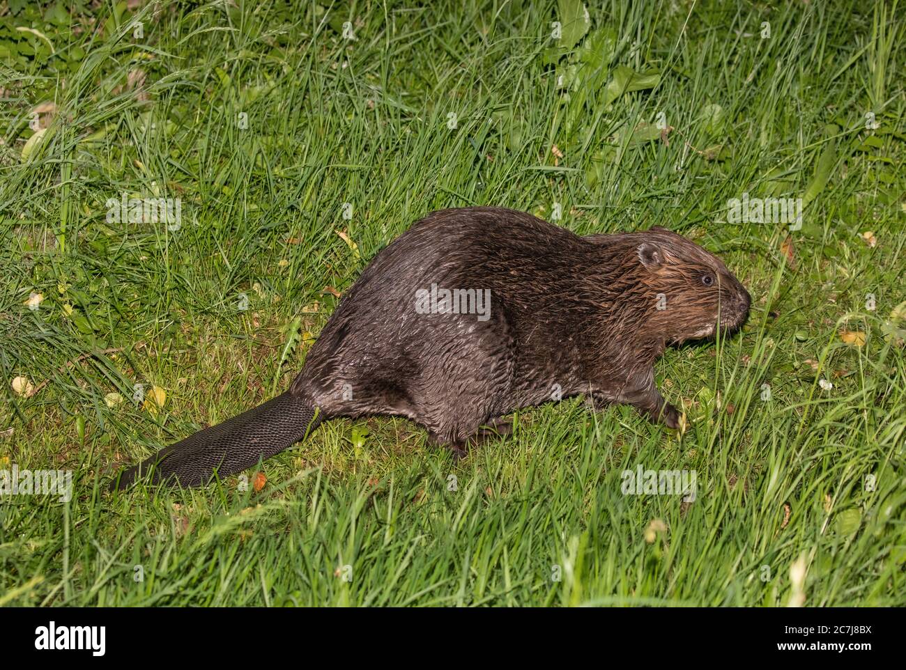 Eurasian beaver, European beaver (Castor fiber), juvenile on the feed ...