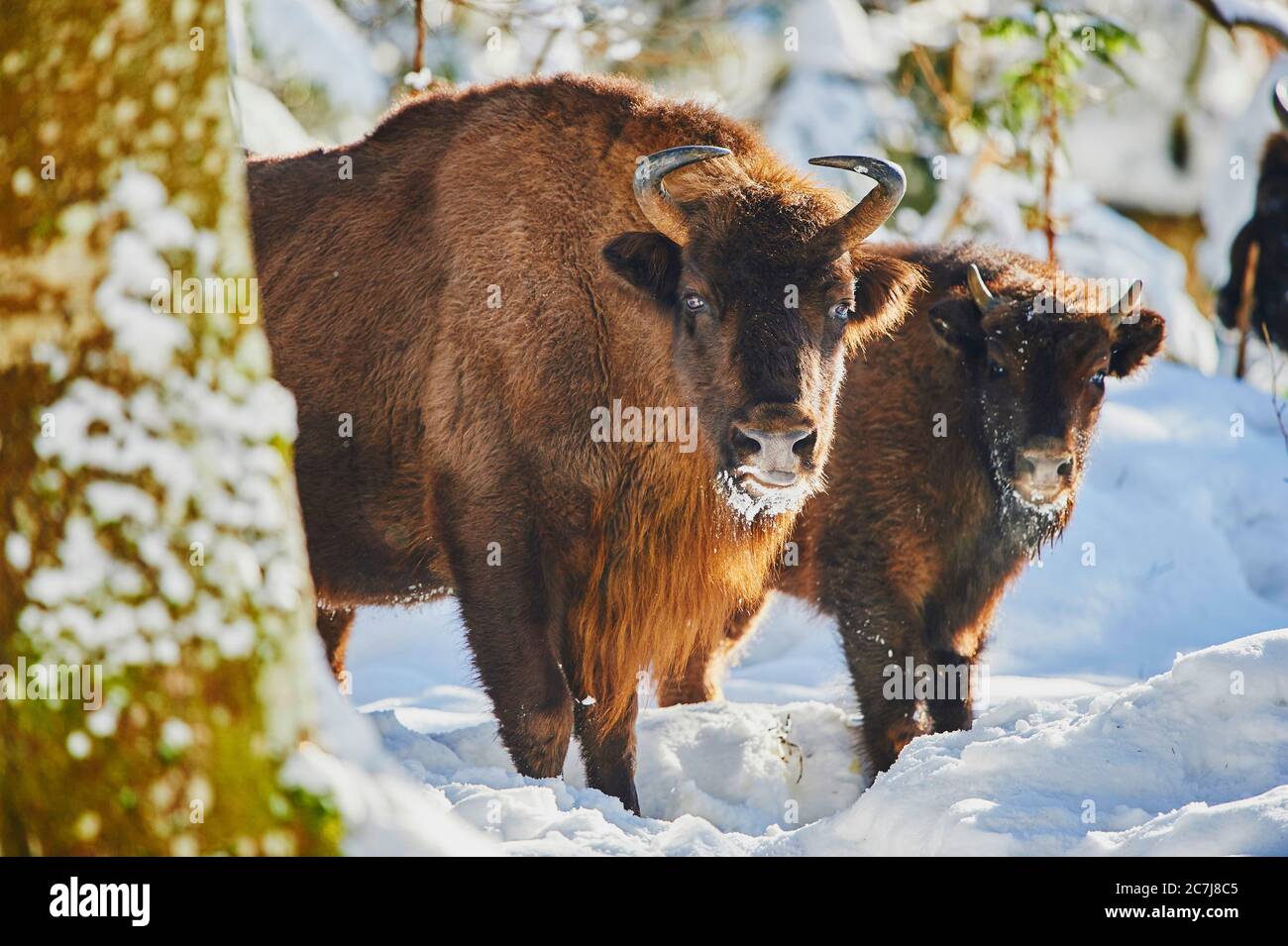 Wisent bison bonasus with calf in snow hi-res stock photography and ...