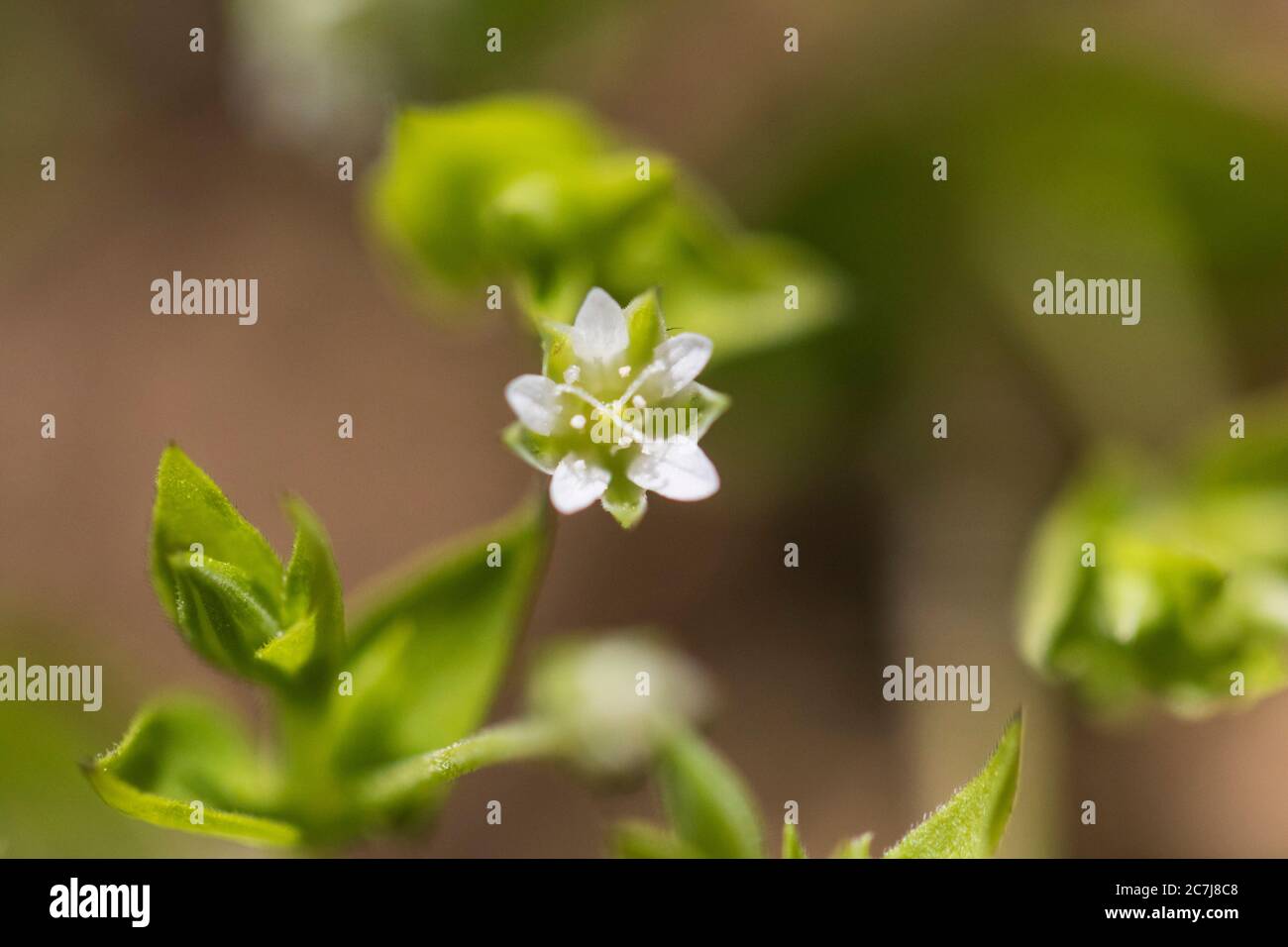 three-nerved sandwort (Moehringia trinervia), flower, Netherlands ...